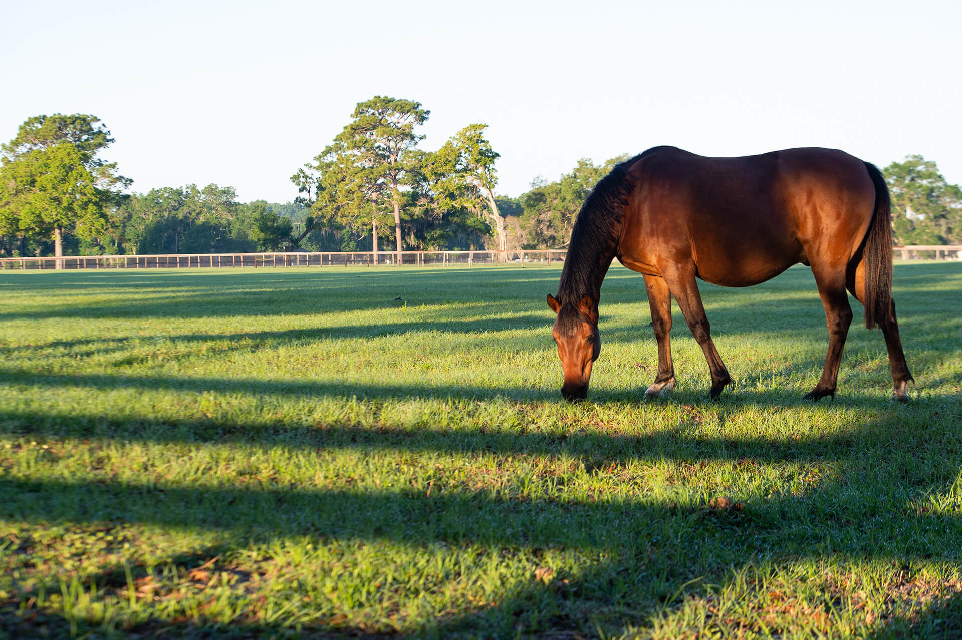 Diamond T Ranch Equine Quarantine offers premium care